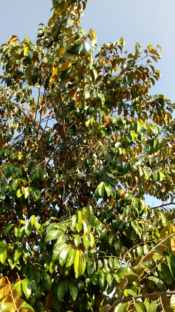 Kaimito Growing and Benefits