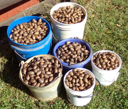 5 Acres & A Dream: Pecans Galore!