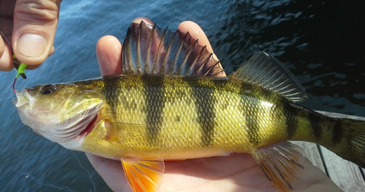 The Show Me Fly Guy: Yellow Perch in Missouri?