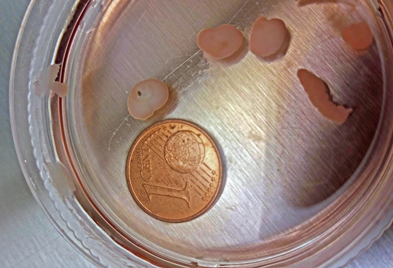 Underground Science Society Milwaukee: Mini Brains: The Exciting World ...