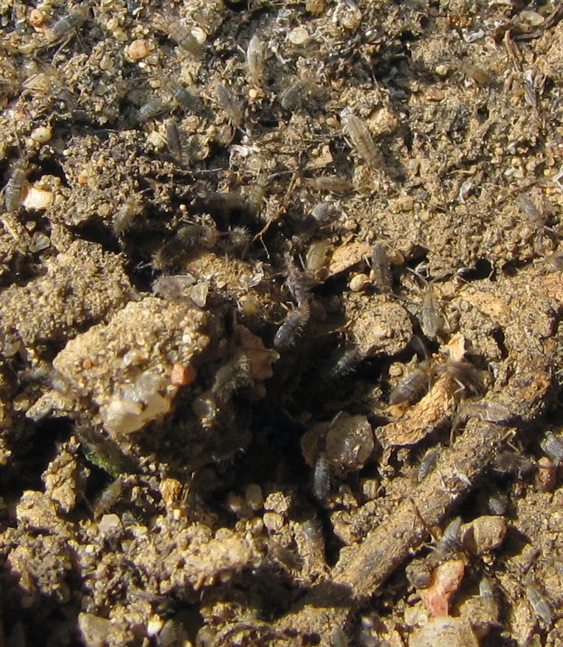 Bug Eric: Springtails