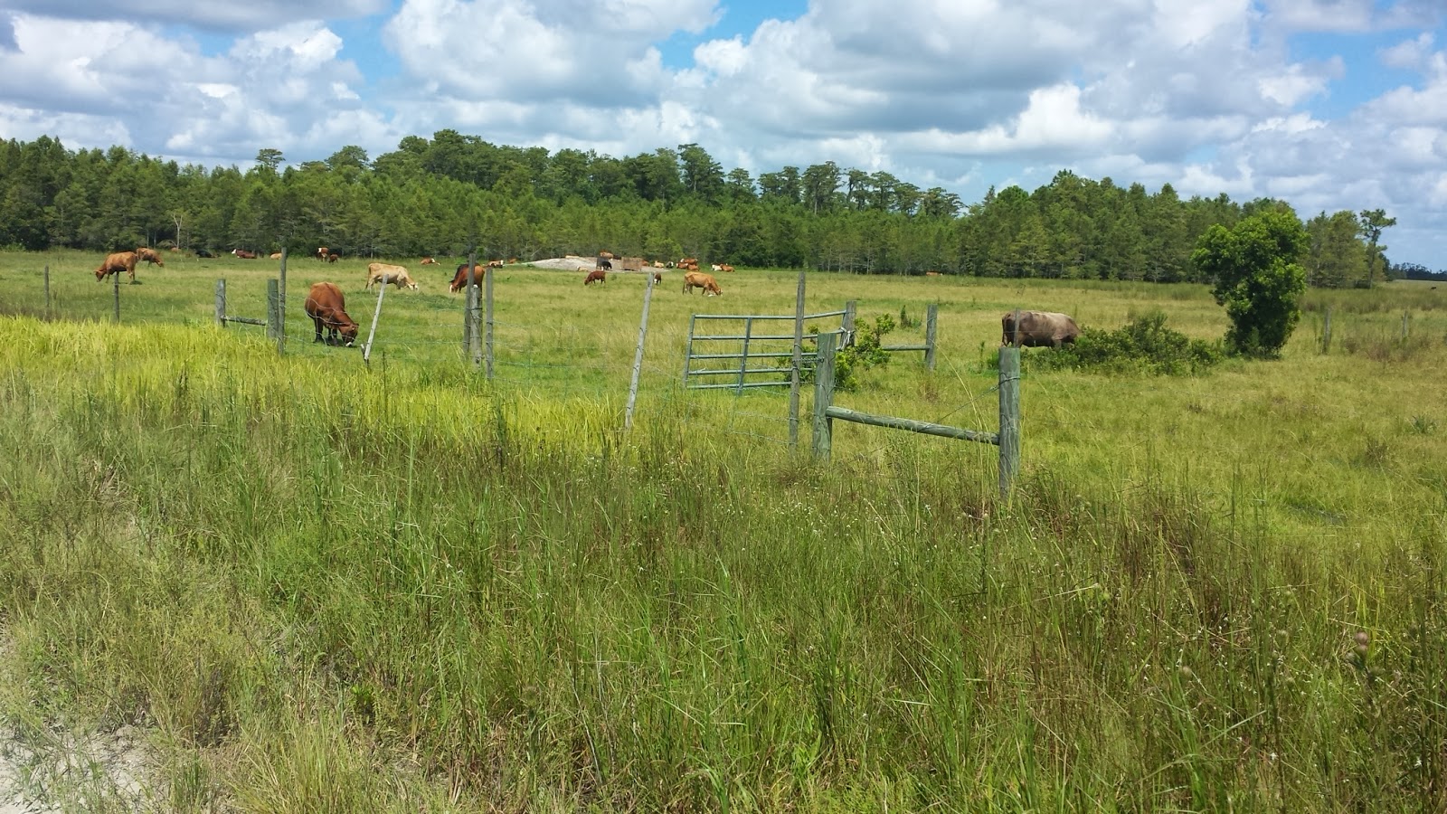 Mormon Disclosures: Holy Golf Courses!