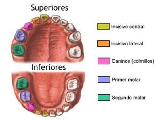 Introdução à Anatomia Dental Parte #1 - Divisão dos Dentes em Faces ...