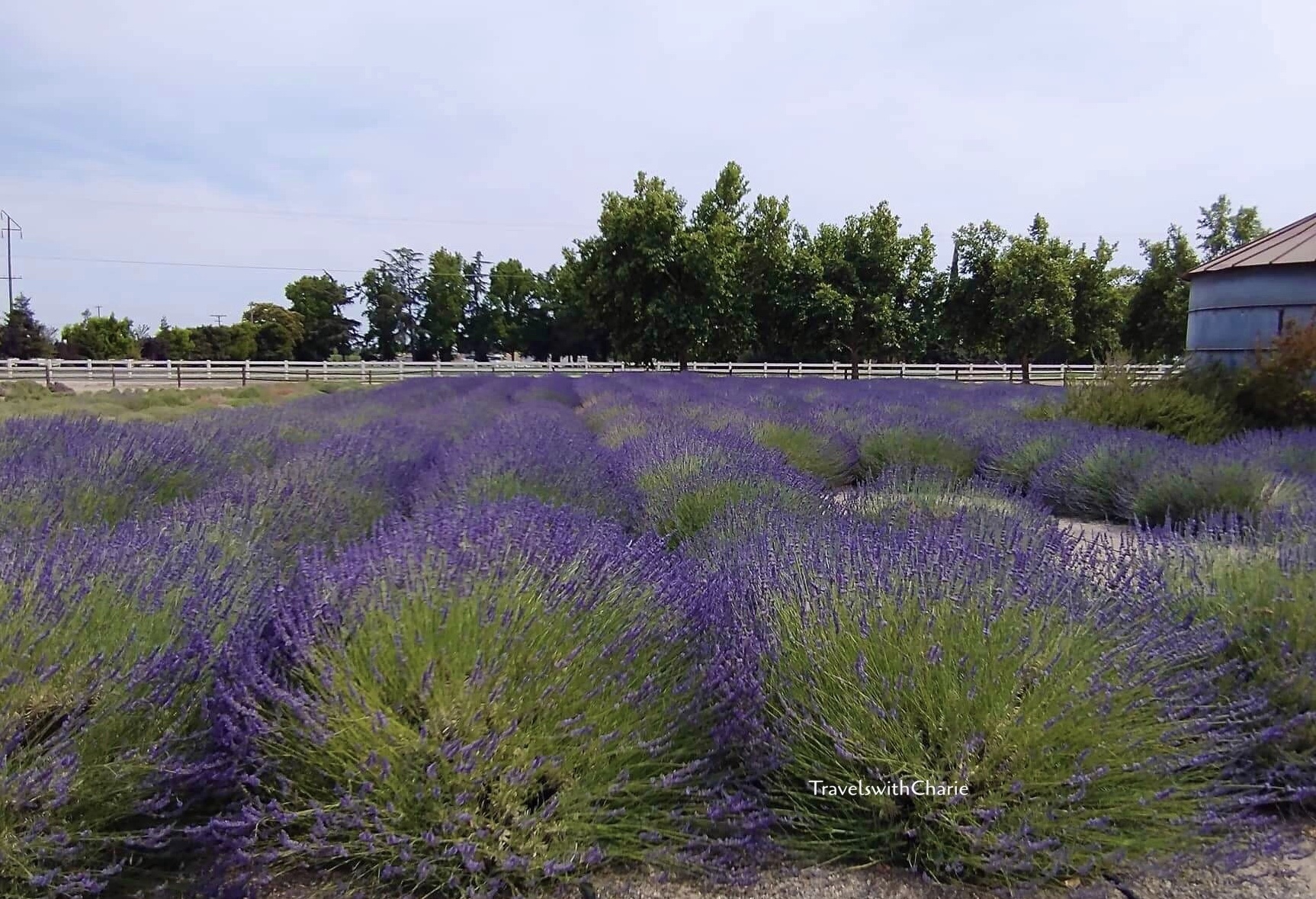 Lavender Fields Forever