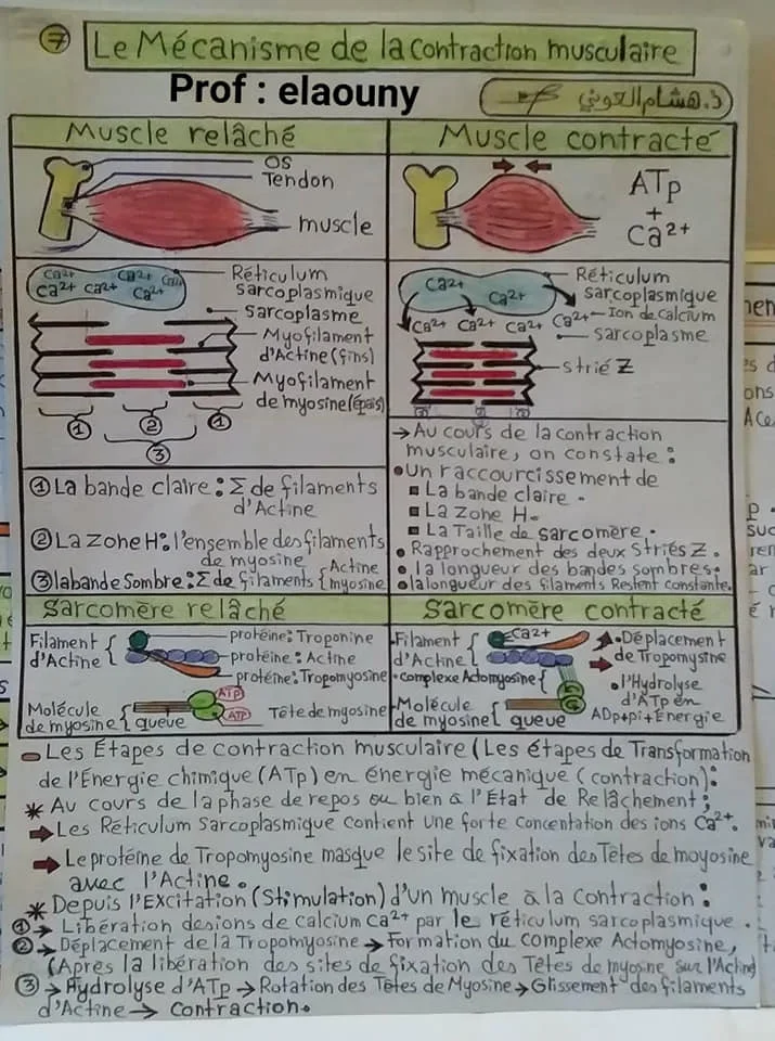 Cours : Rôle du muscle strié squelettique dans la conversion de l’énergie.