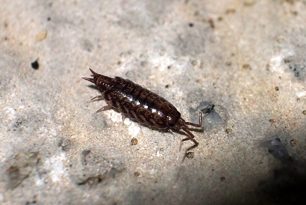 Cara Merawat Isopoda (Basic) - minipetcare