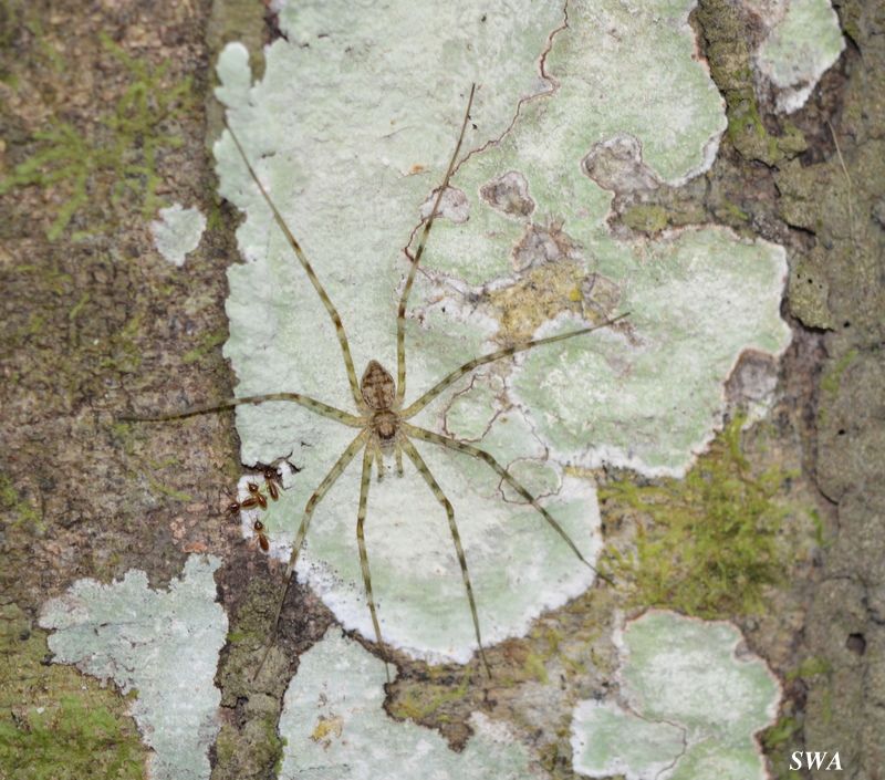 Tropical Biodiversity - Santarém - Pará - Brasil: Spider on fungi