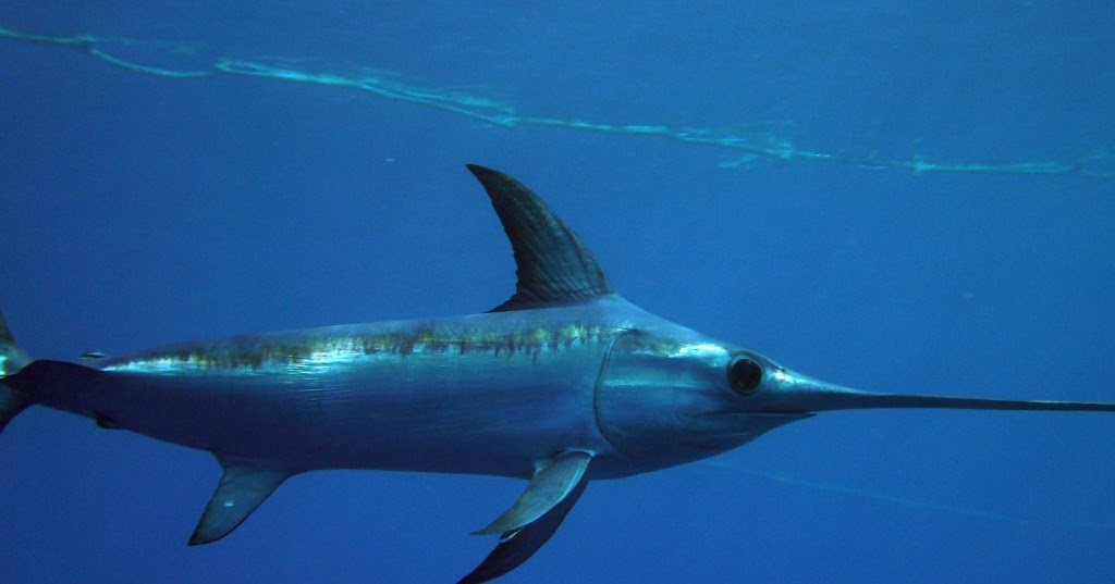 Nueva mirada al mar: Pez espada