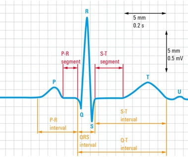 Circulatory System - Part 2 - Magme Guru