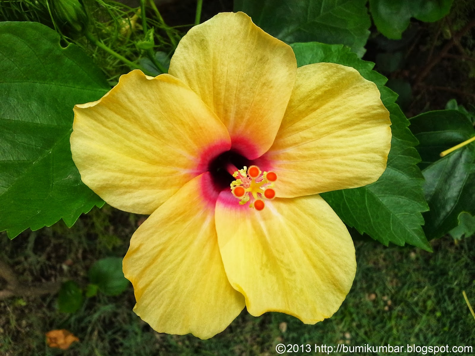 our passion I our career I our business: Hibiscus rosa-sinensis ...