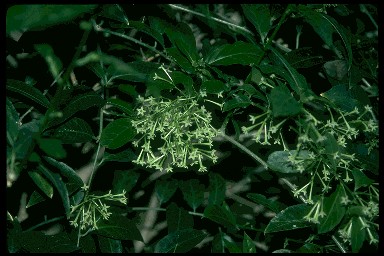Variety of Life: Cestrum