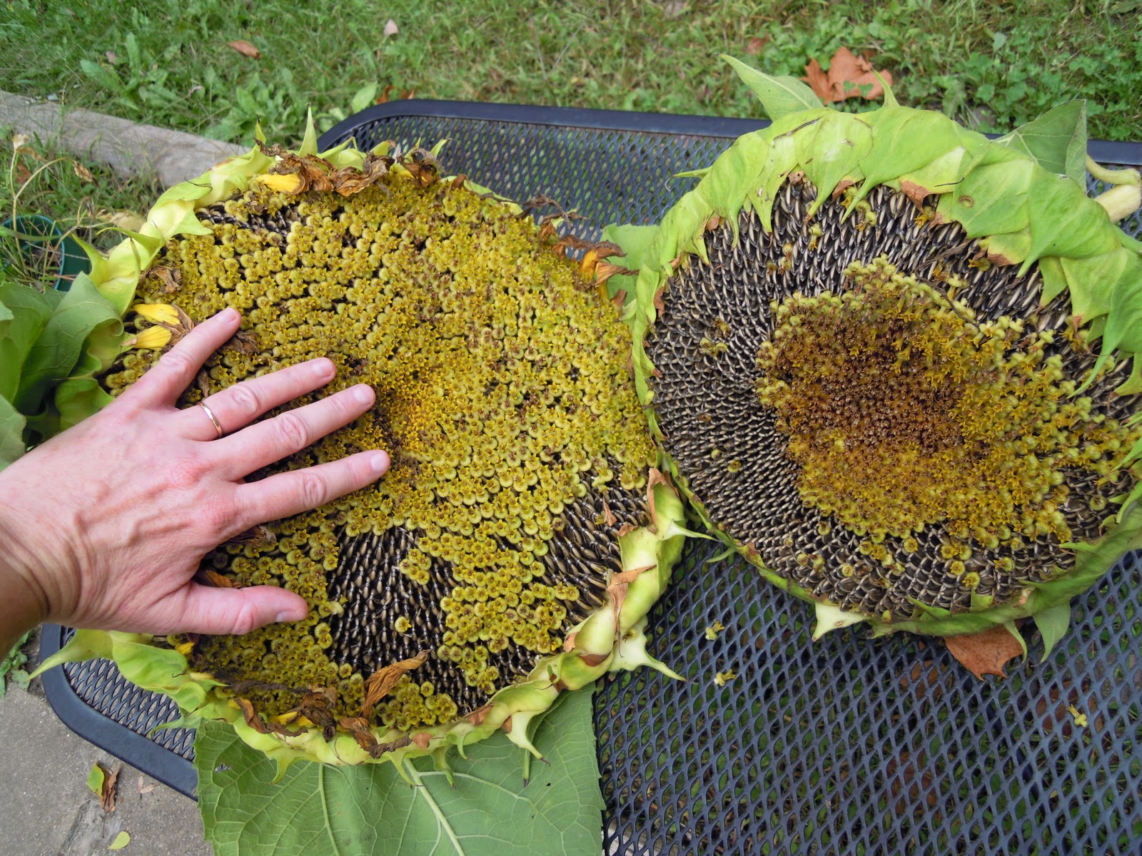 The Inconsequential Blogger: Late-season harvest