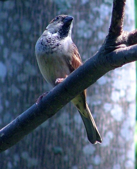Roshographs: The Maharagama Lake and Nature Around it