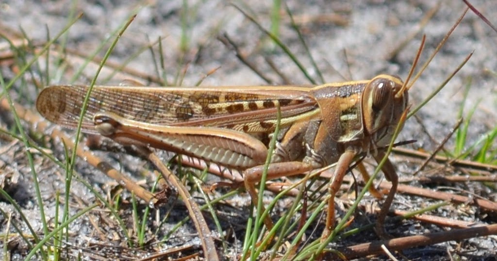 Grasshoppers, Katydids, & Crickets