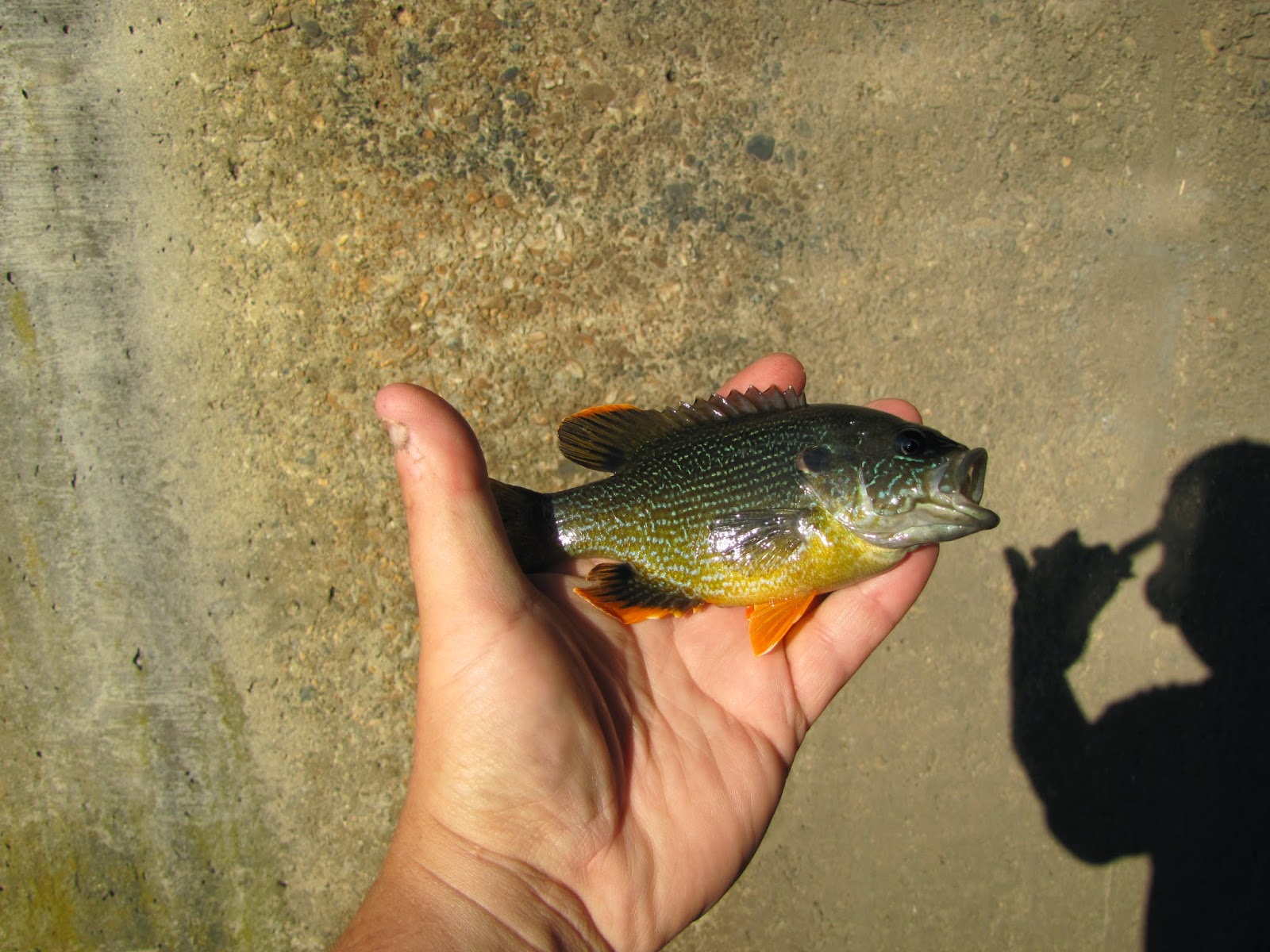 Southern New England Outdoor and Nature Site: Green Sunfish