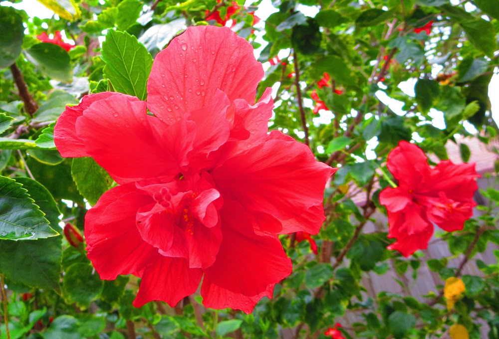 Quilt Patterns by Jean Boyd