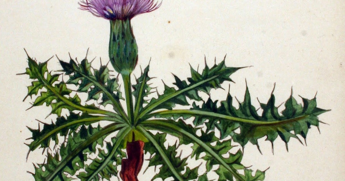 Acaule - Botánica integra