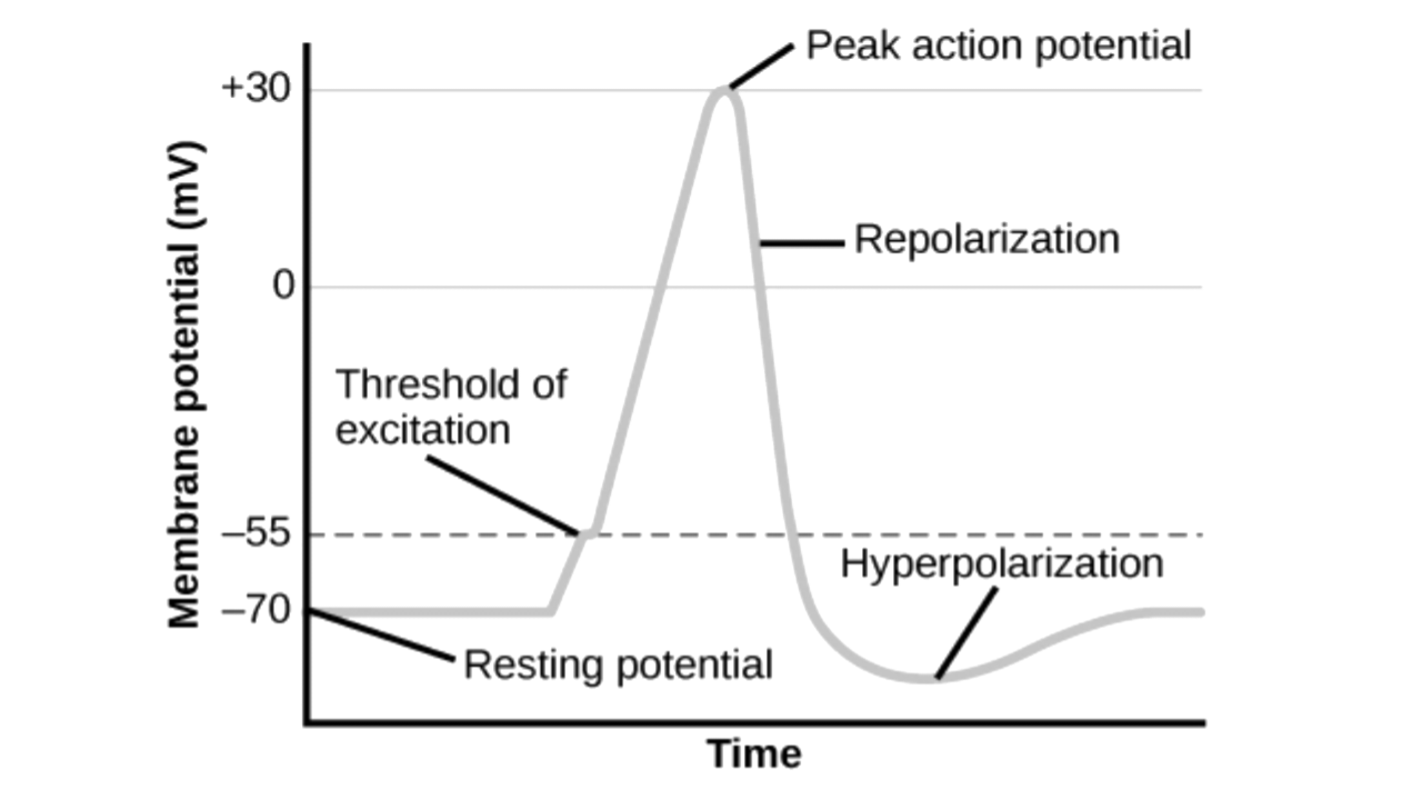 Illustrate a) Resting Potential, b) Action Potential, c) Depolarization ...