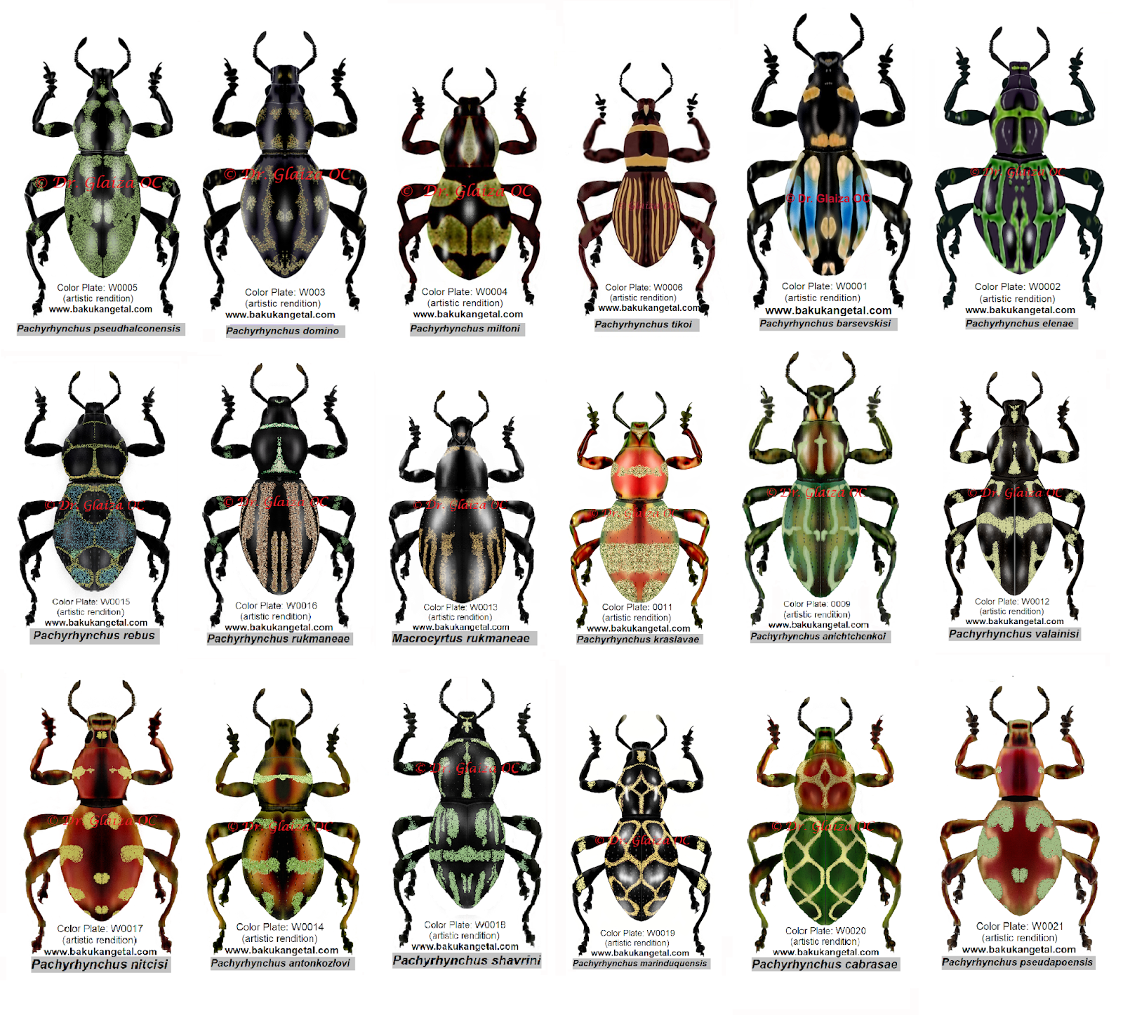 Bakukang, et al. Notes 03: 18 weevil species (Coleoptera: Curculionidae ...