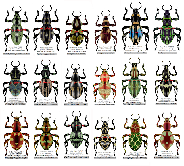 List of Philippine tiger beetles (Coleoptera: Cicindelidae)