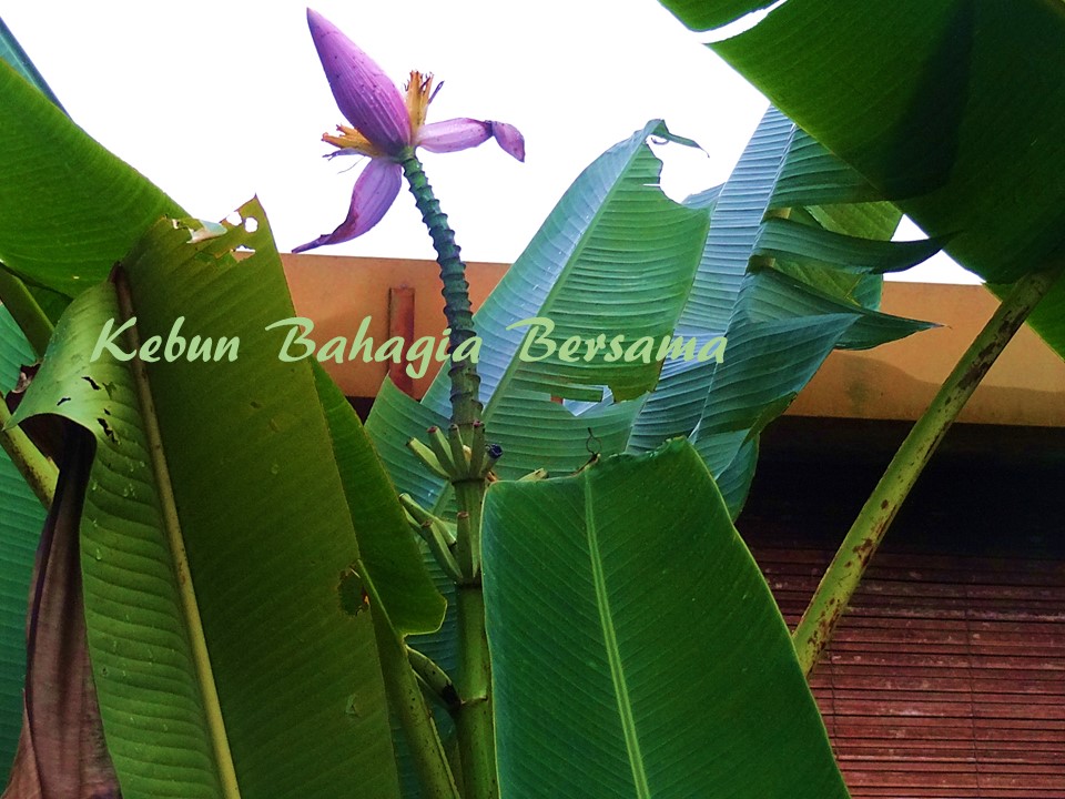 Kebun Bahagia Bersama: Potensi Pokok Pisang