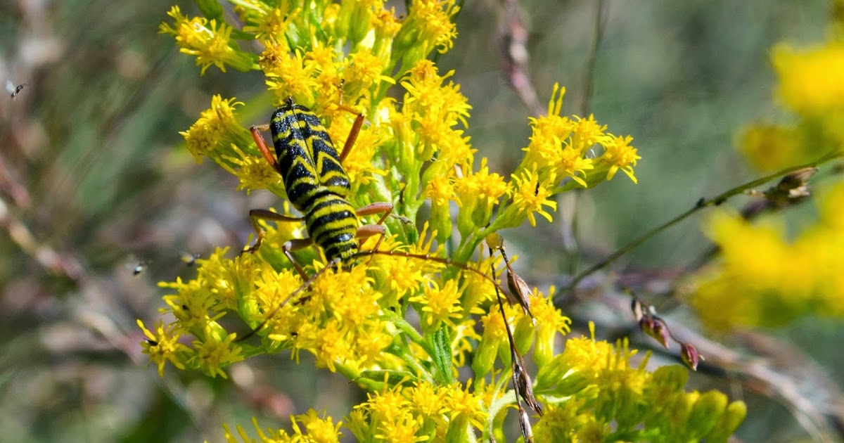 Urban Wildlife Guide: It's Locust Borer Beetle Time!