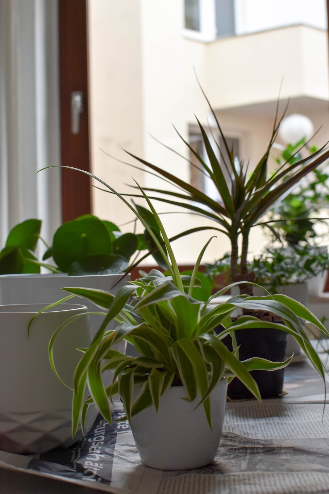 Kestävät viherkasvit | Viherjuuria