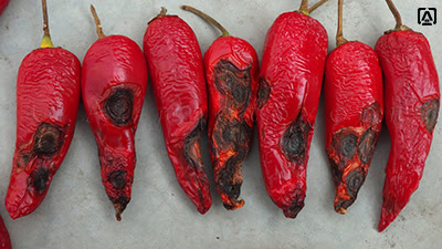 diseases of chilli ~ Plant diseases identification