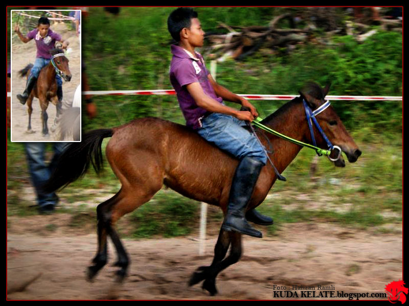 KUDA KELATE: Koleksi Kuda - PADI C