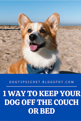 One Way to Keep Your Dog Off the Couch or Bed - Dog Tips | Dog Tips Secret