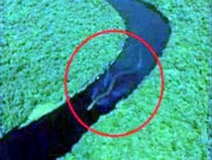 Photo of Giant Snakes in Borneo | Rahasia