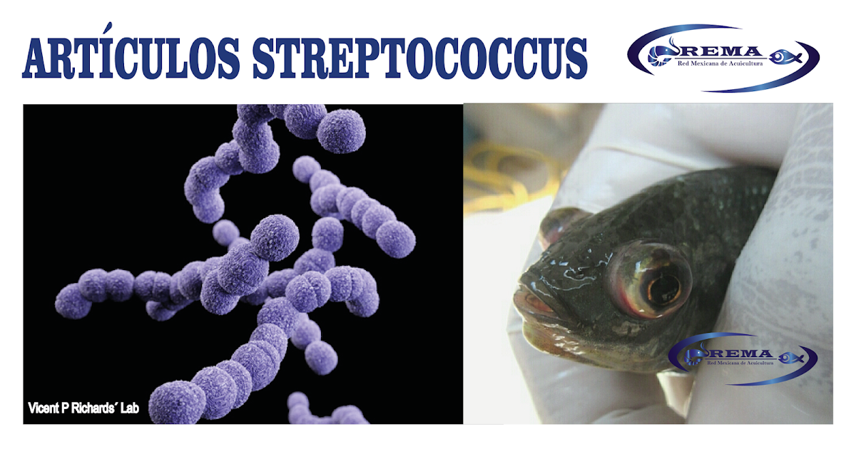 Red Mexicana de Acuicultura: Artículos de Streptococcus en PecesRed ...