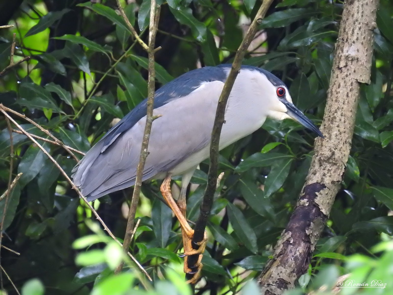 Fotoafición Román: Martinete común (Nycticorax nycticorax)