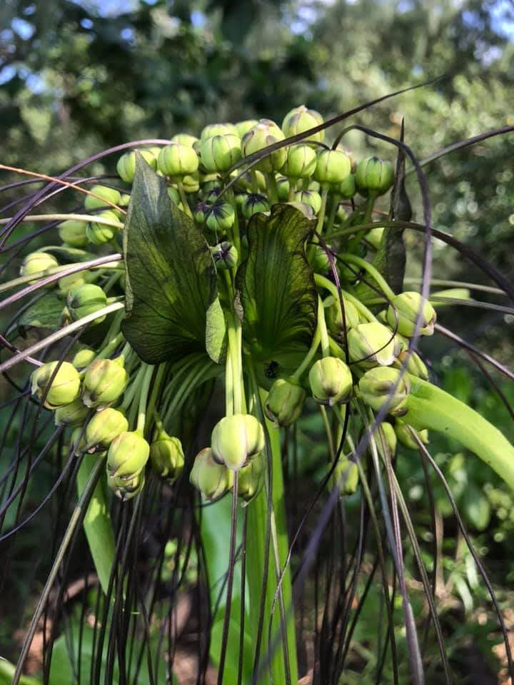Tacca leontopetaloides