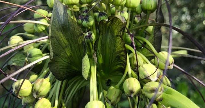 Tacca leontopetaloides