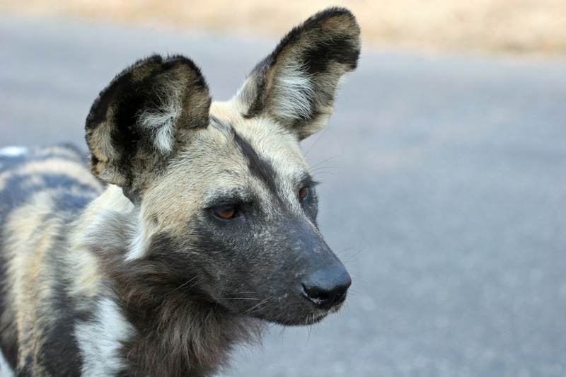 UM CÃO CHAMADO... MABECO! - O Último Reduto - "Nasci Para Ser Selvagem"