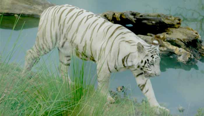 The Legacy of White Tigers - Mohan, Virat to Mukundpur Safari