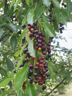 Temporada de capulines - Historia y sabor