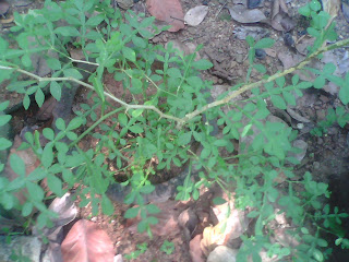 Rare Ayurvedic Plants: maha vilwam -a very very rare plant