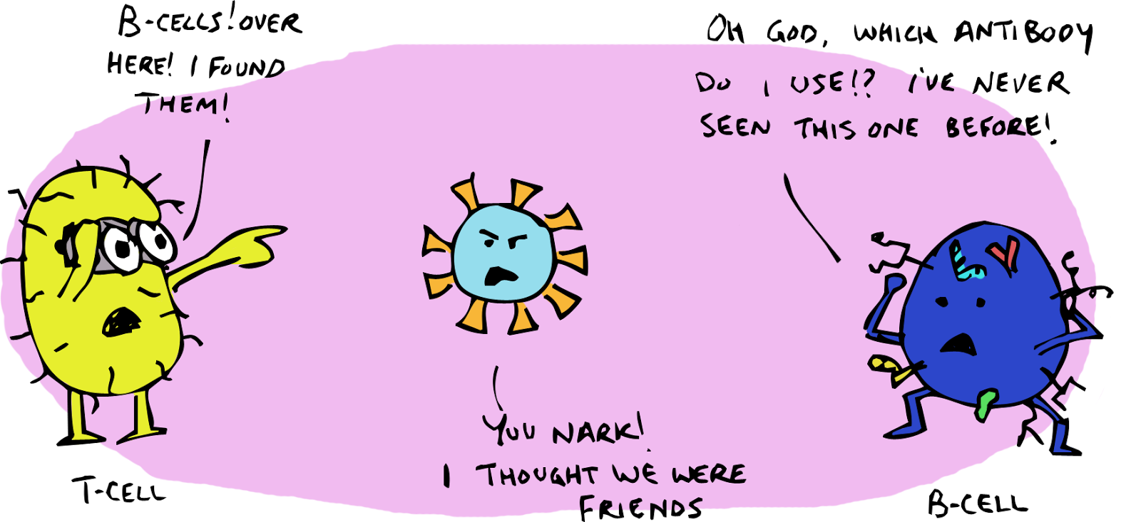 5+-+T+Cells+And+B+Cells.png 1,600×733 pixels | Life science, Character ...