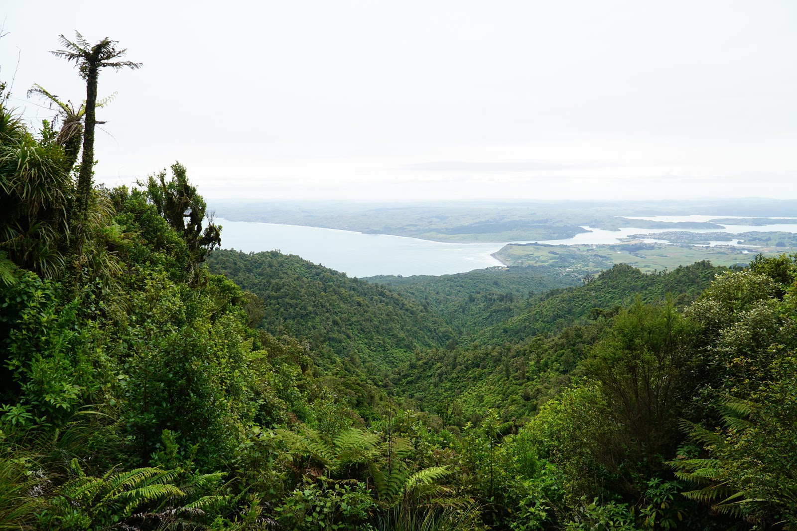 Karioi Track (Pirongia Forest Park) ~ The Long Way's Better