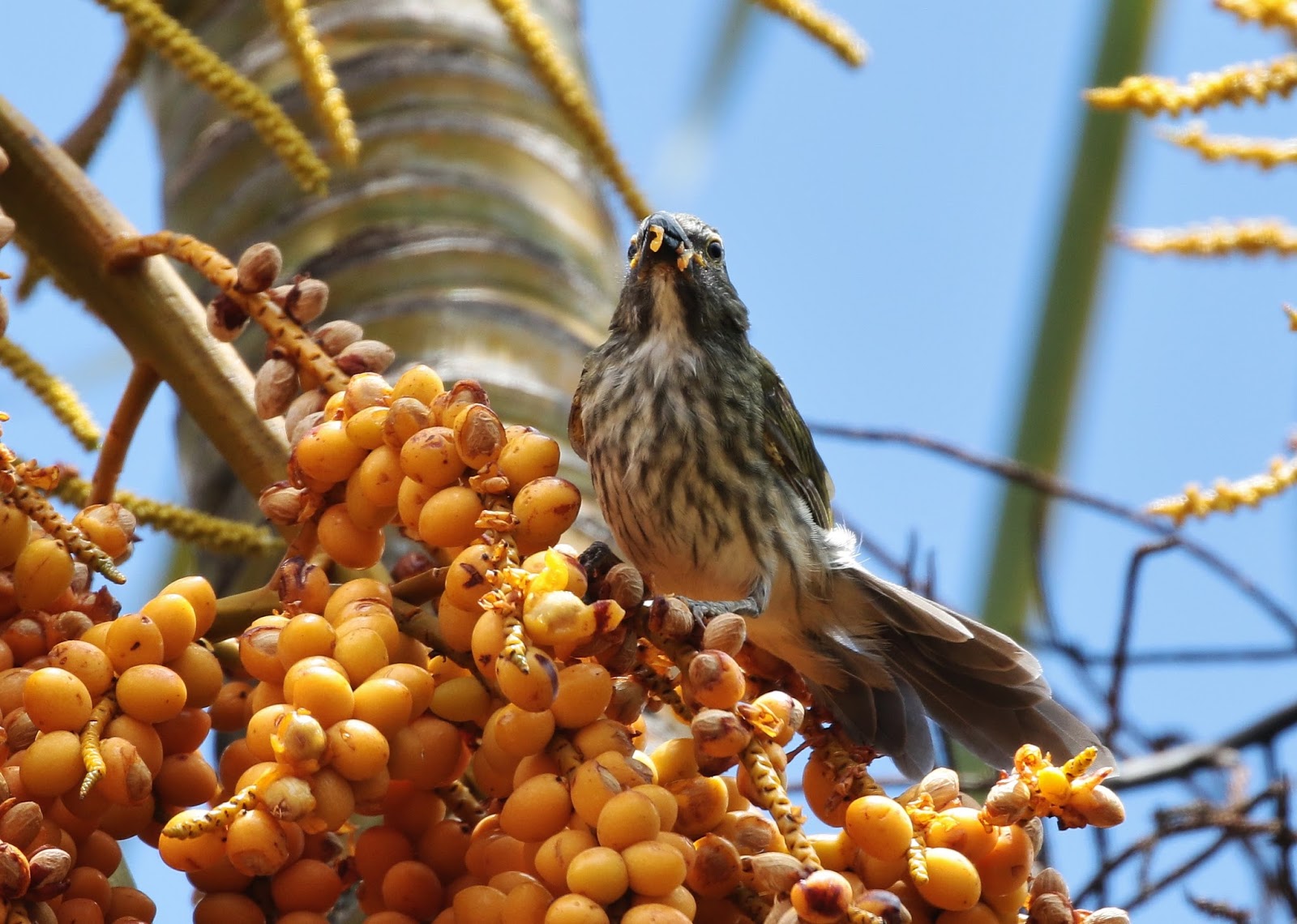 Nuestro bello mundo...: Aves en mi jardin, fotos tomadas en Julio y ...