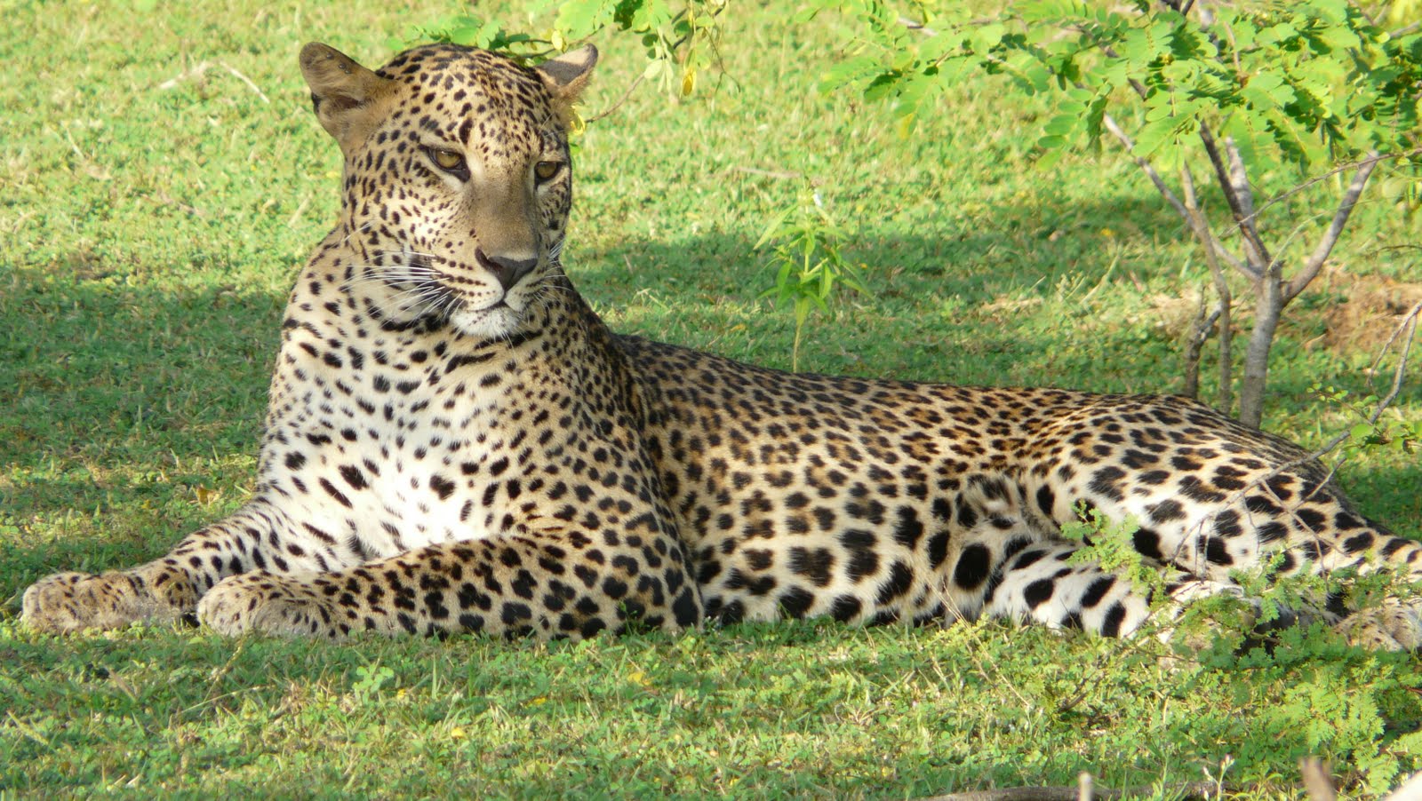 Wild Animal in Sri Lanka (Picture Collection): Tiger in Yala Park