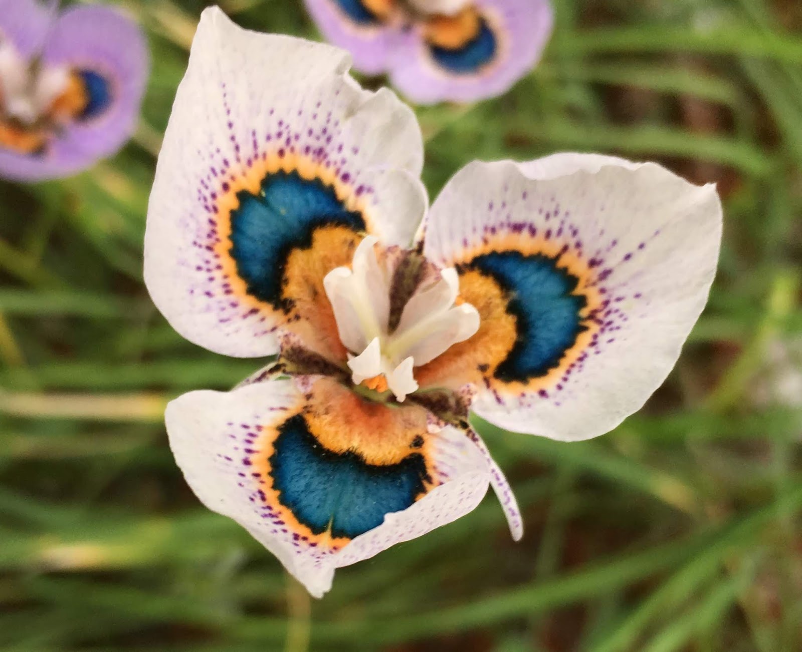 Growing Cool Plants: Moraea MM 15-89
