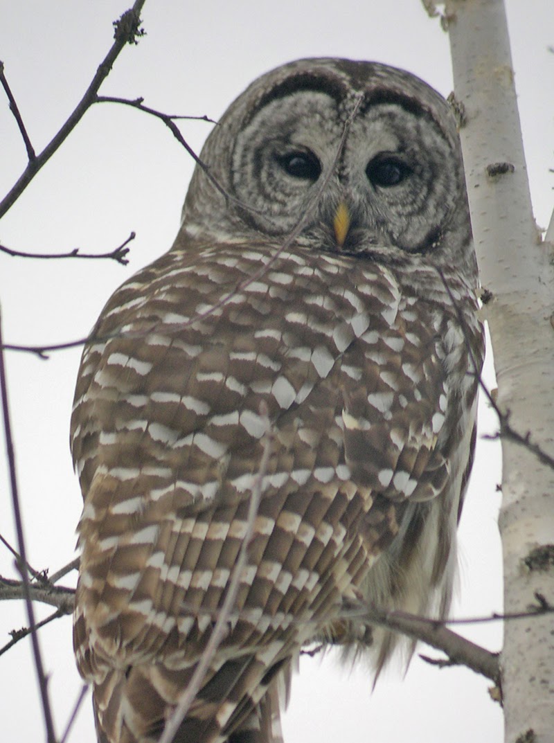 World Bird Sanctuary: Jersey Girl