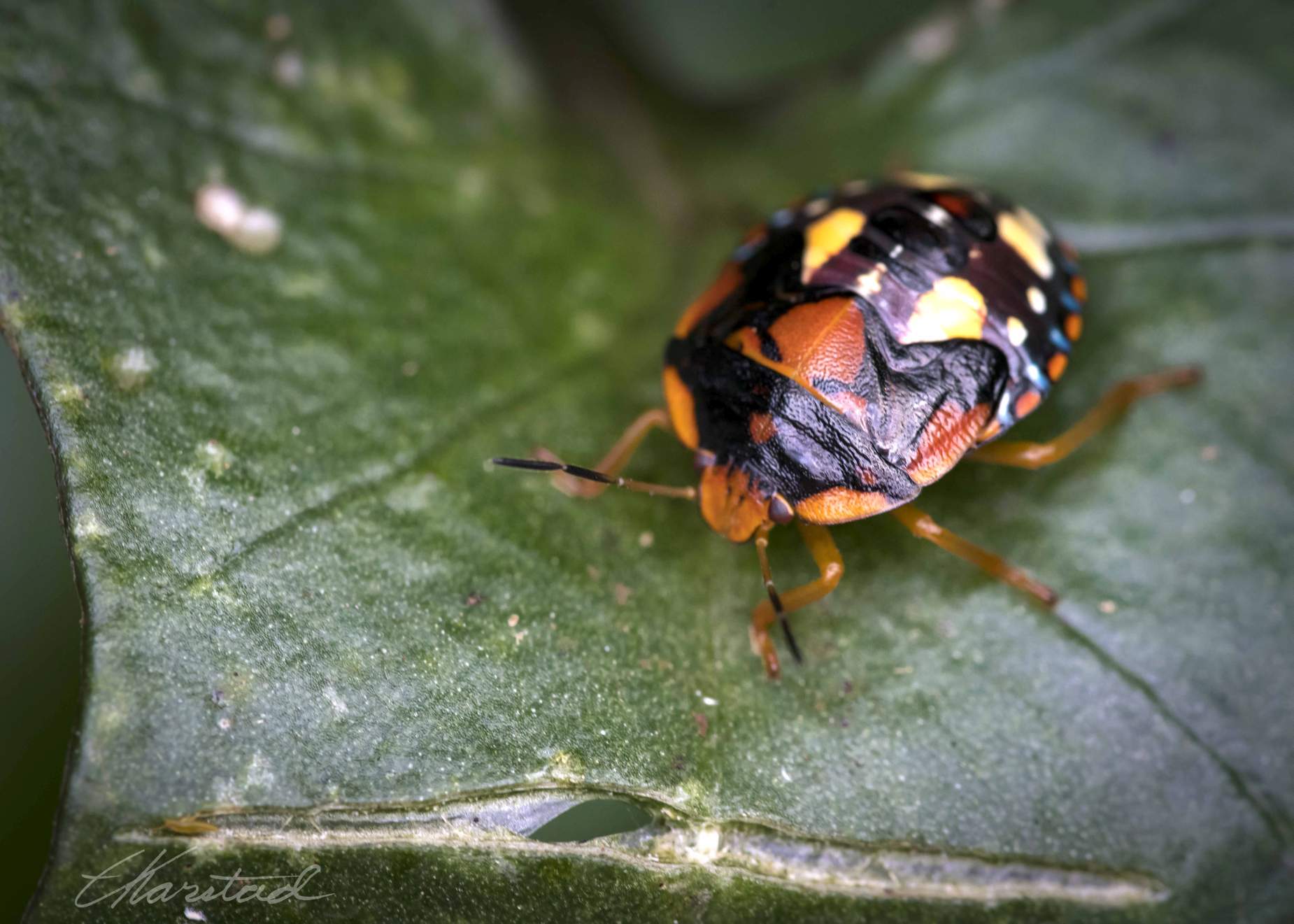 Elsen Karstad's 'Pic-A-Day Kenya': Multicoloured Beetle, Nairobi Kenya