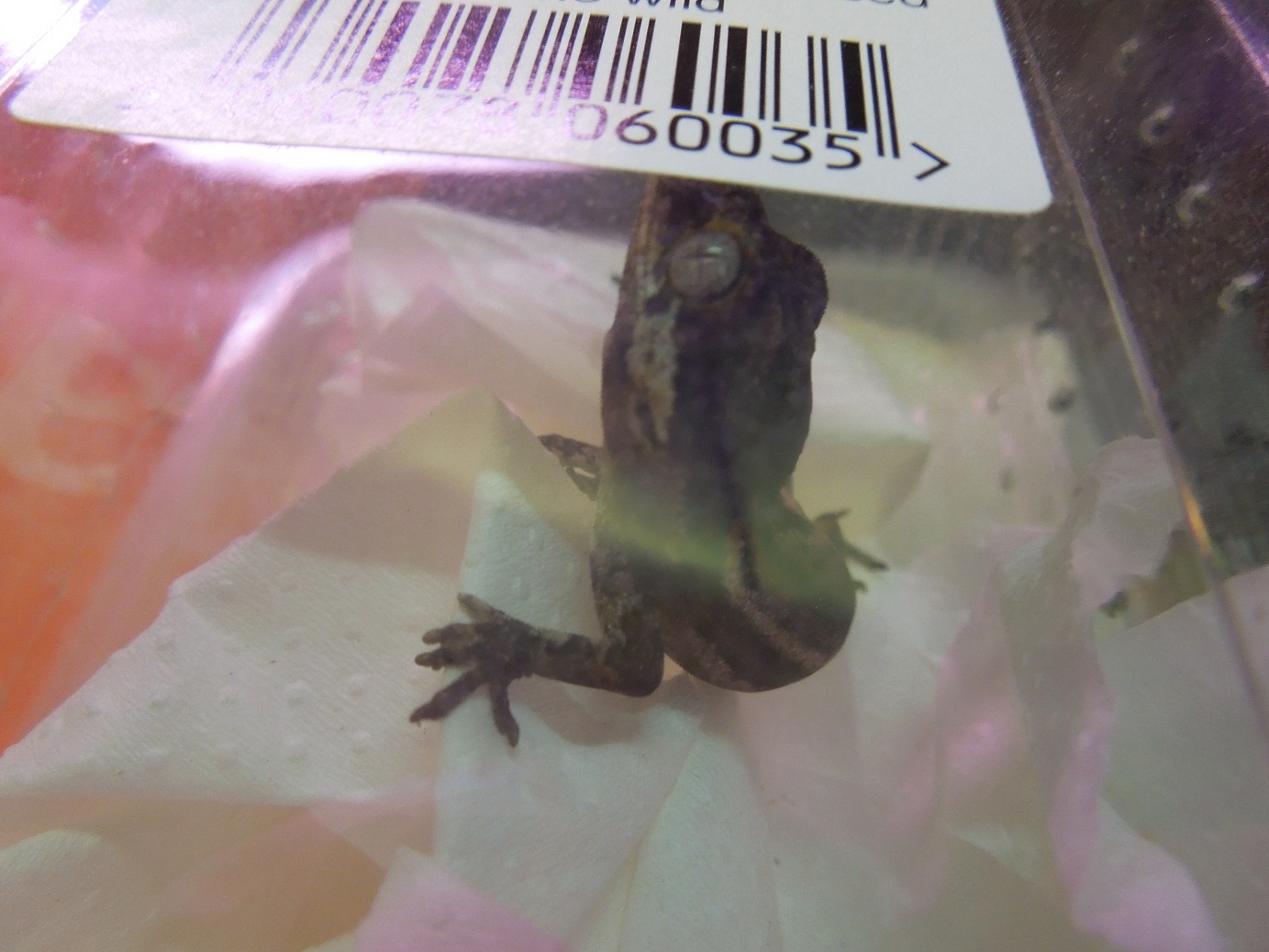 Reptiles Amphibians & Fish: Gargoyle Geckos - Rhacodactylus auriculatus