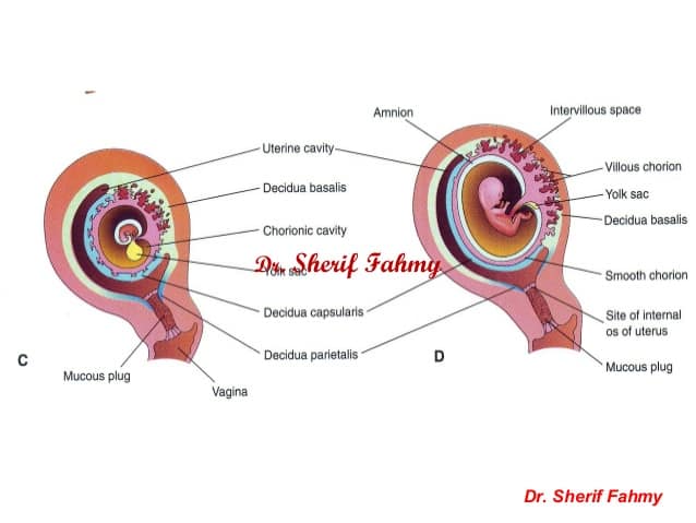 1styear MBBS embryology Lecture Slides