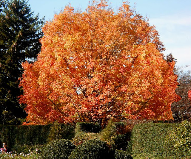 My Virtual Garden 2: Chicago Botanic Gardens Autumn