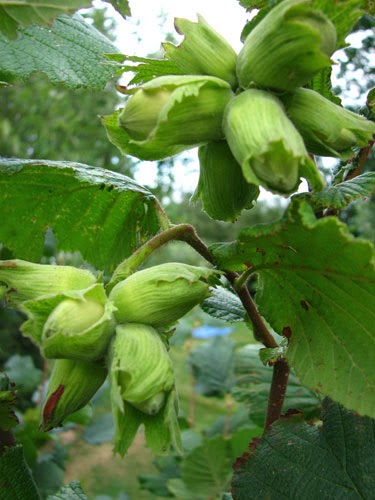 The Fruit Growing Expert: HAZELNUTS, COBNUTS & FILBERTS – AN ...
